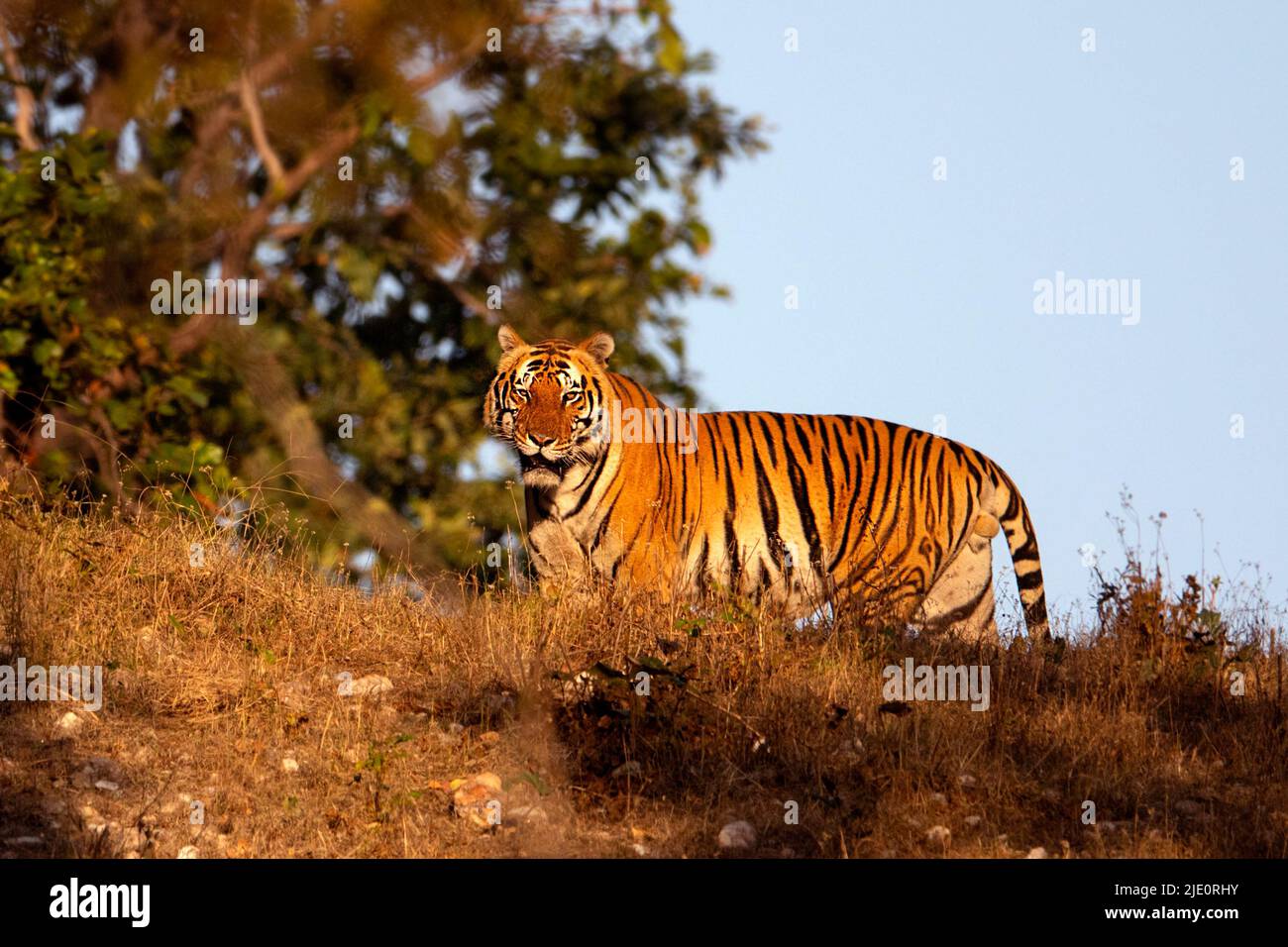 Big male Bengal tiger (Panthera tigris tigris) known as T-29 "Chhota ...