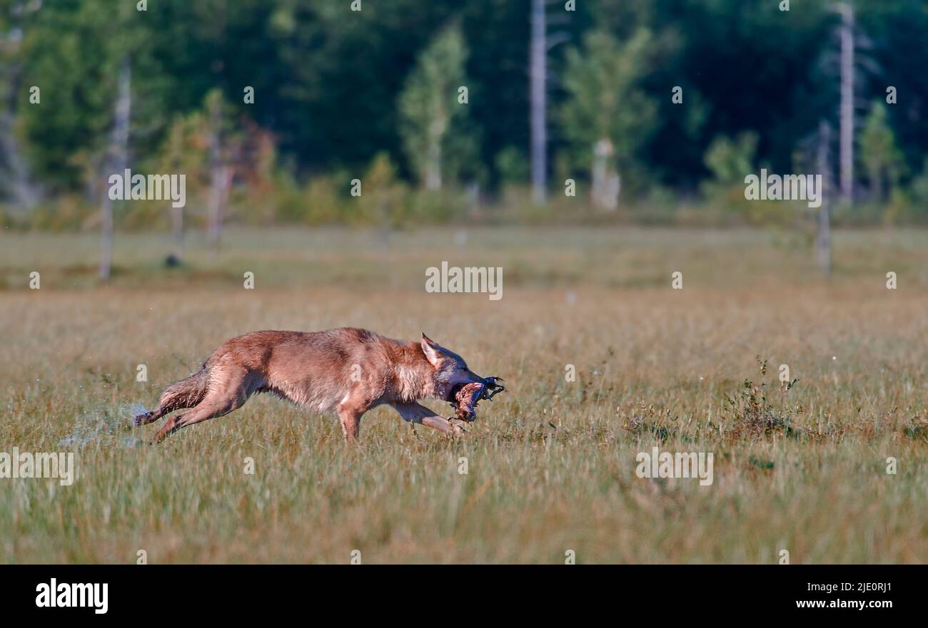 Grey wolf running on hi-res stock photography and images - Alamy