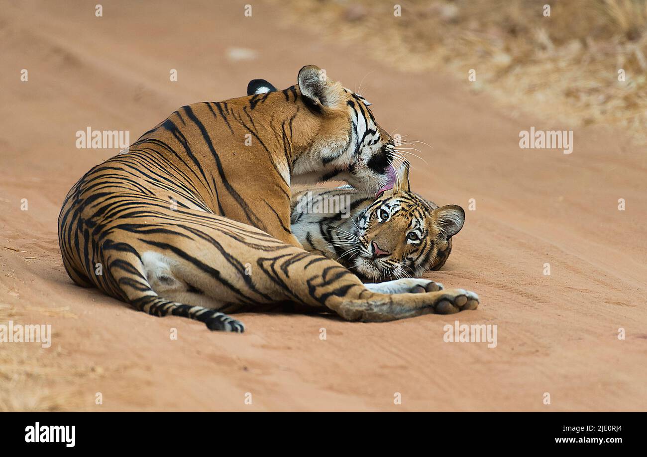 Female tiger Maya and one of her six months old cubs. Tadoba NP, India ...
