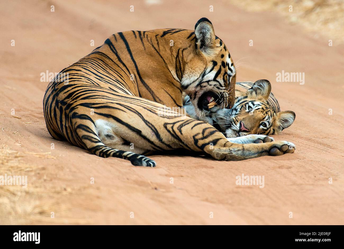 Female tiger Maya and one of her six months old cubs. Tadoba NP, India ...
