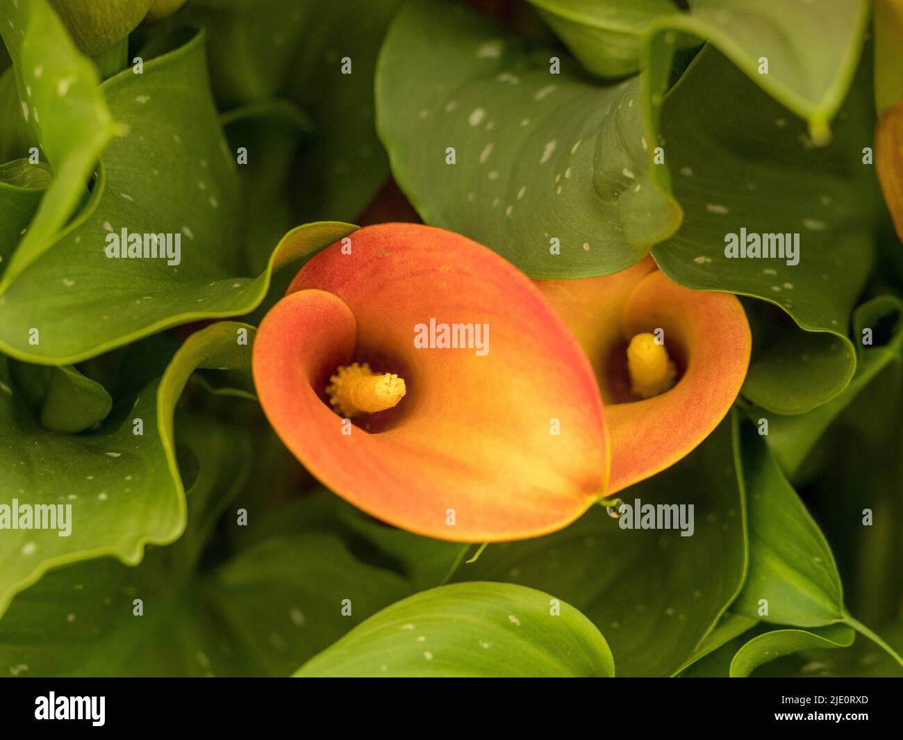 The orange flowers of Zantedeschia Captain Brunello, commonly called ...