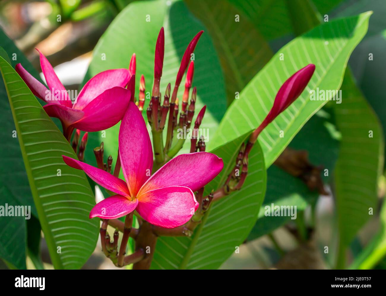 Plumeria flowers (plumeria).frangipani tropical flower Stock Photo - Alamy