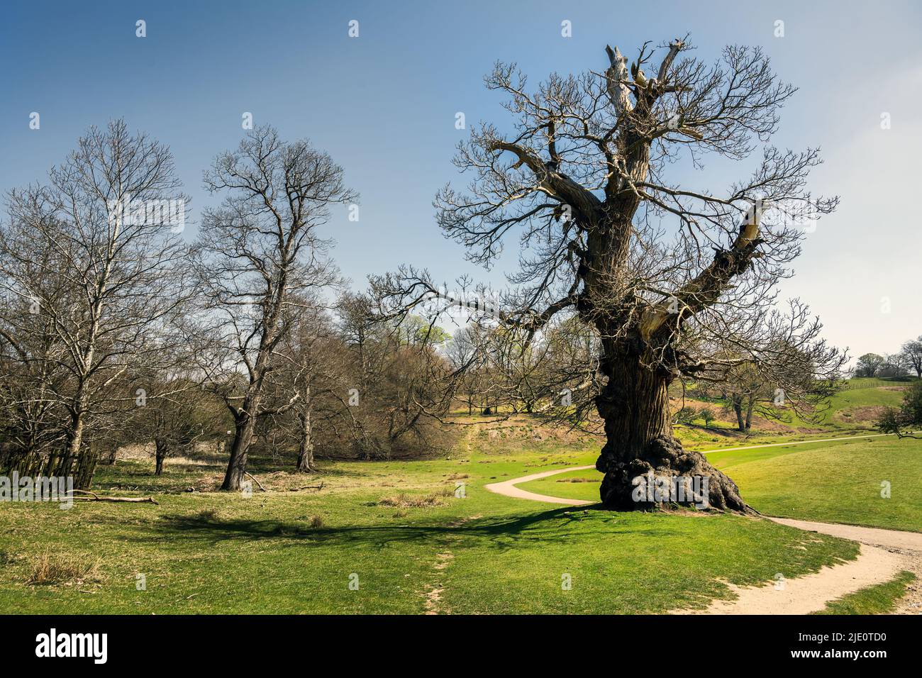 Old gnarled tree hi-res stock photography and images - Alamy