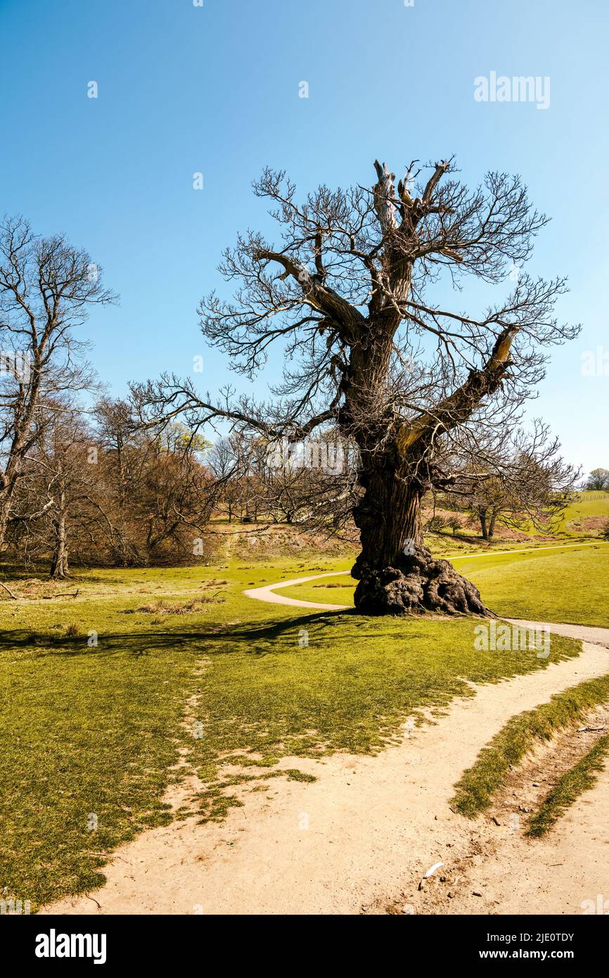 Old gnarled tree hi-res stock photography and images - Alamy