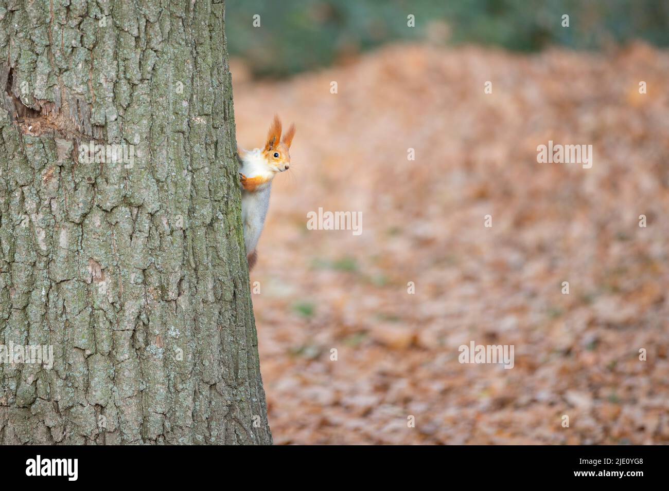 A red squirrel peeks out from behind a tree trunk Stock Photo - Alamy