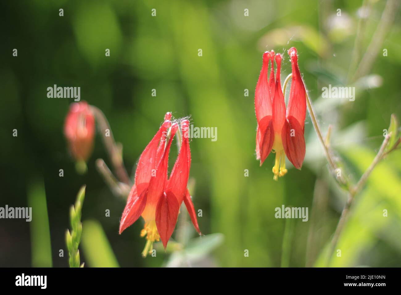 Columbine rose hi-res stock photography and images - Alamy