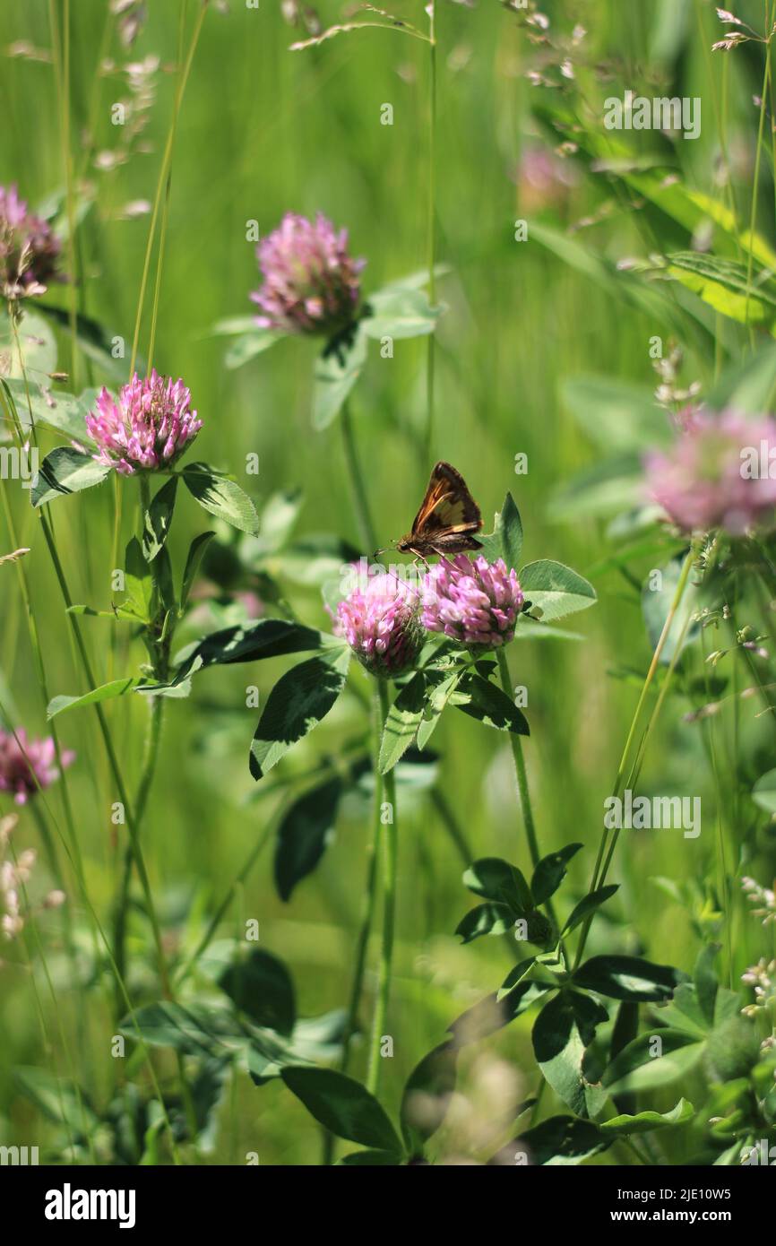 Butterfly over two red clover flowers on a sunny spring morning Stock ...