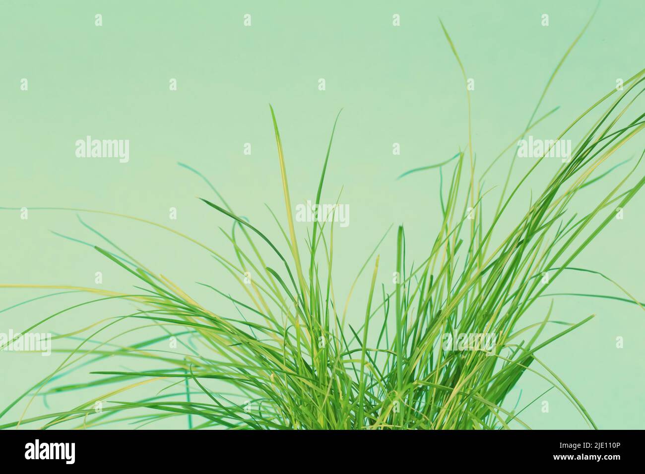 Plain grass on a green background. A bunch of tall grass.Blades of ...