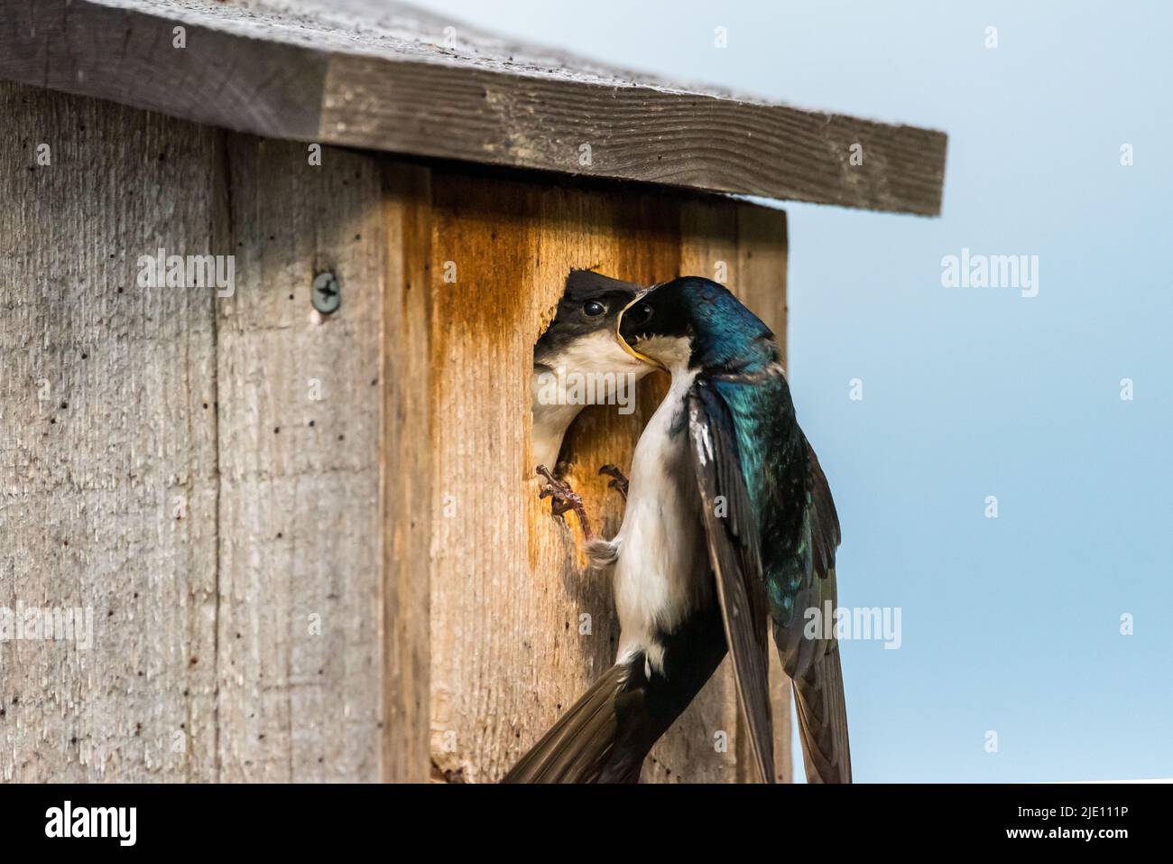 Baby Tree Swallow in birdhouse, being fed by parent Stock Photo - Alamy