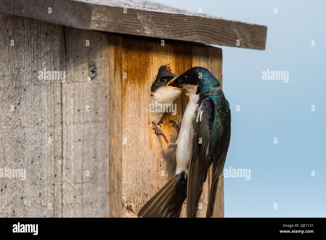 Baby Tree Swallow in birdhouse, being fed by parent Stock Photo - Alamy