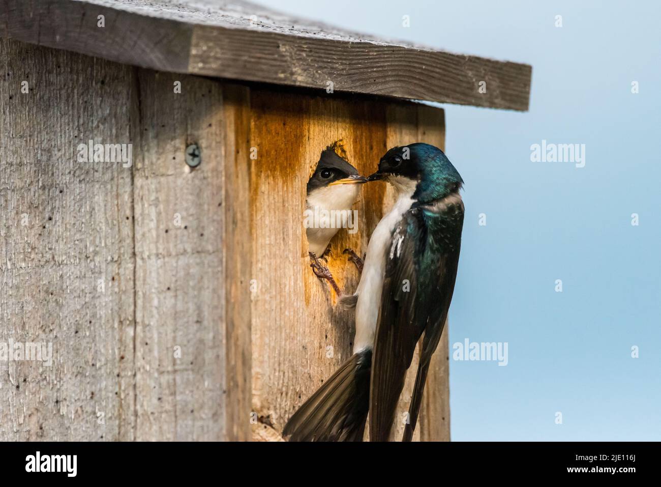 Baby Tree Swallow in birdhouse, being fed by parent Stock Photo - Alamy