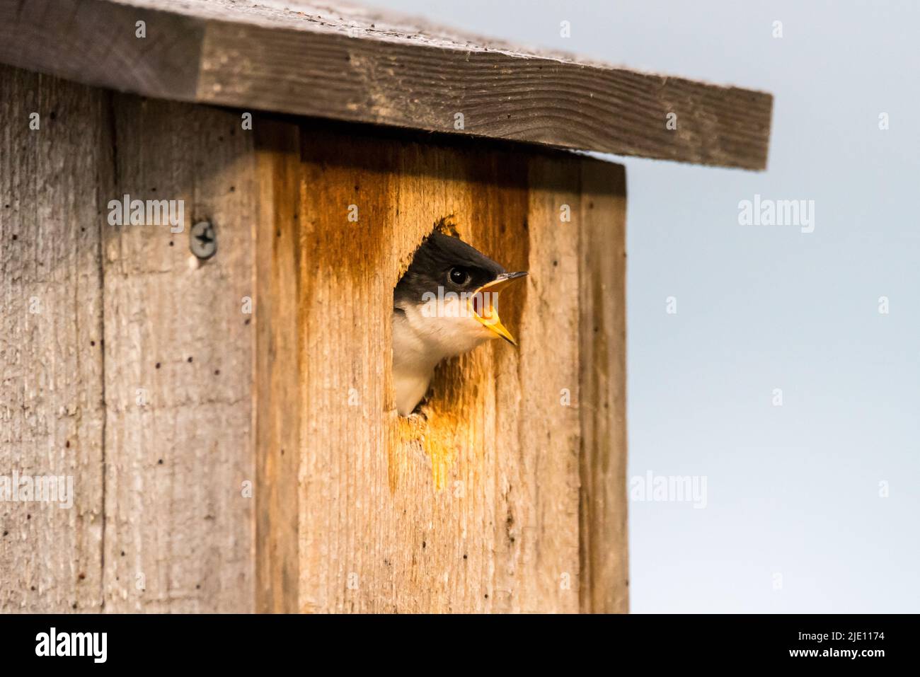 Baby Tree Swallow in birdhouse, being fed by parent Stock Photo - Alamy