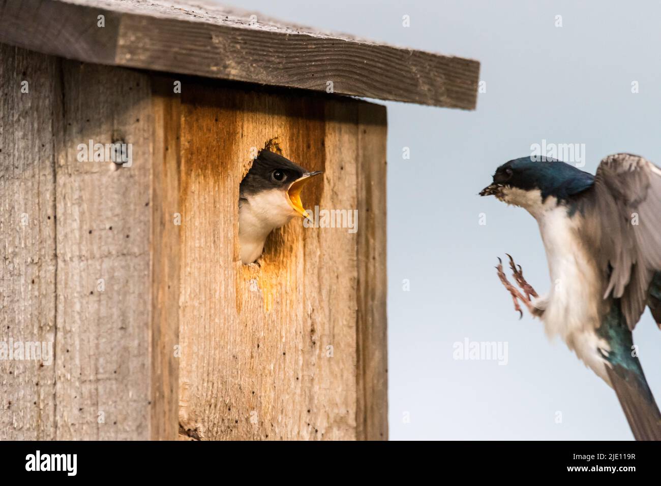 Baby Tree Swallow in birdhouse, being fed by parent Stock Photo - Alamy