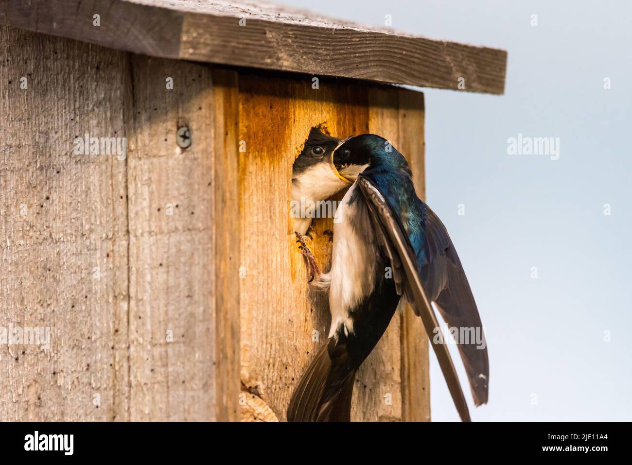 Baby Tree Swallow in birdhouse, being fed by parent Stock Photo - Alamy