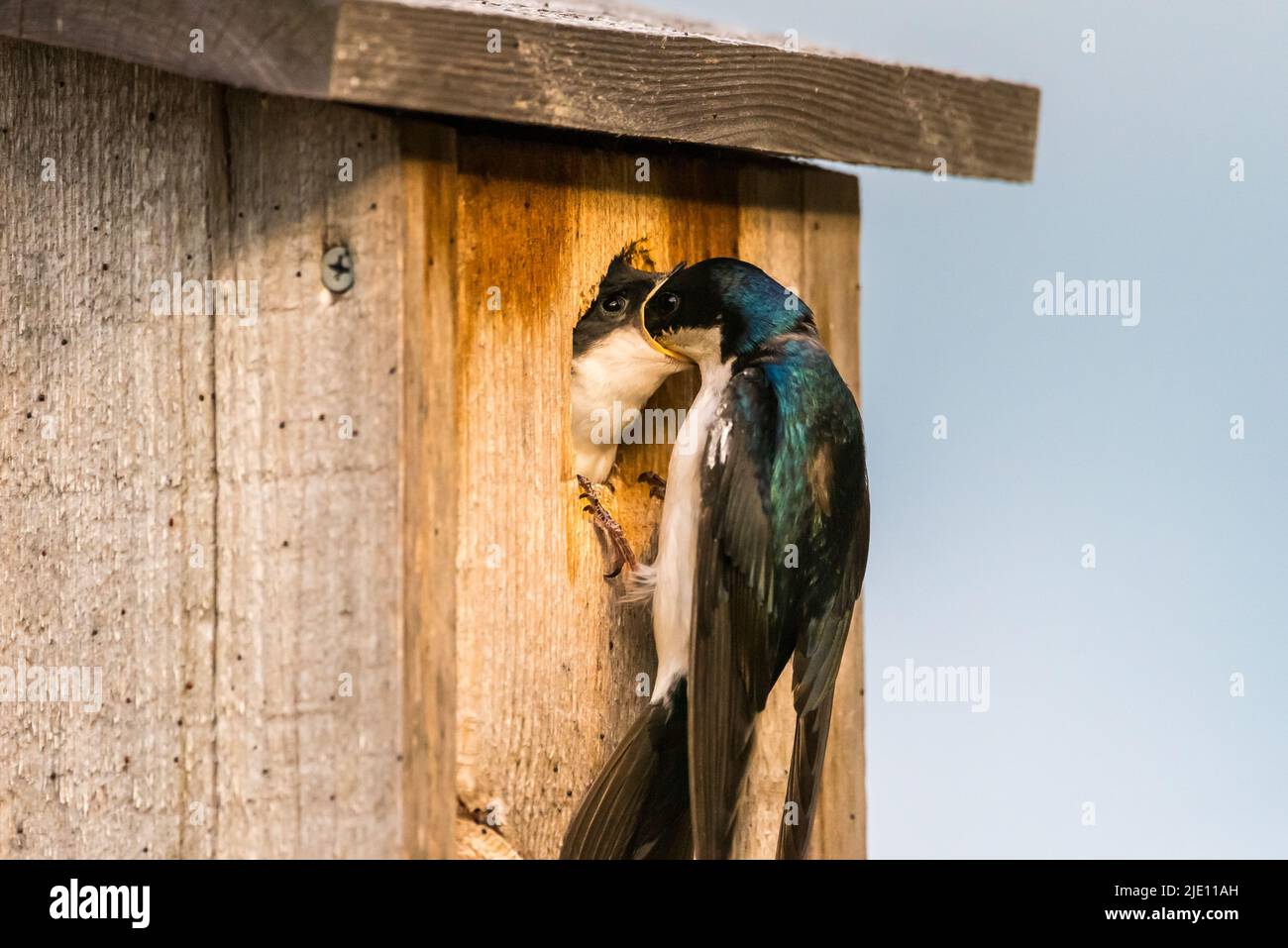 Baby Tree Swallow in birdhouse, being fed by parent Stock Photo - Alamy