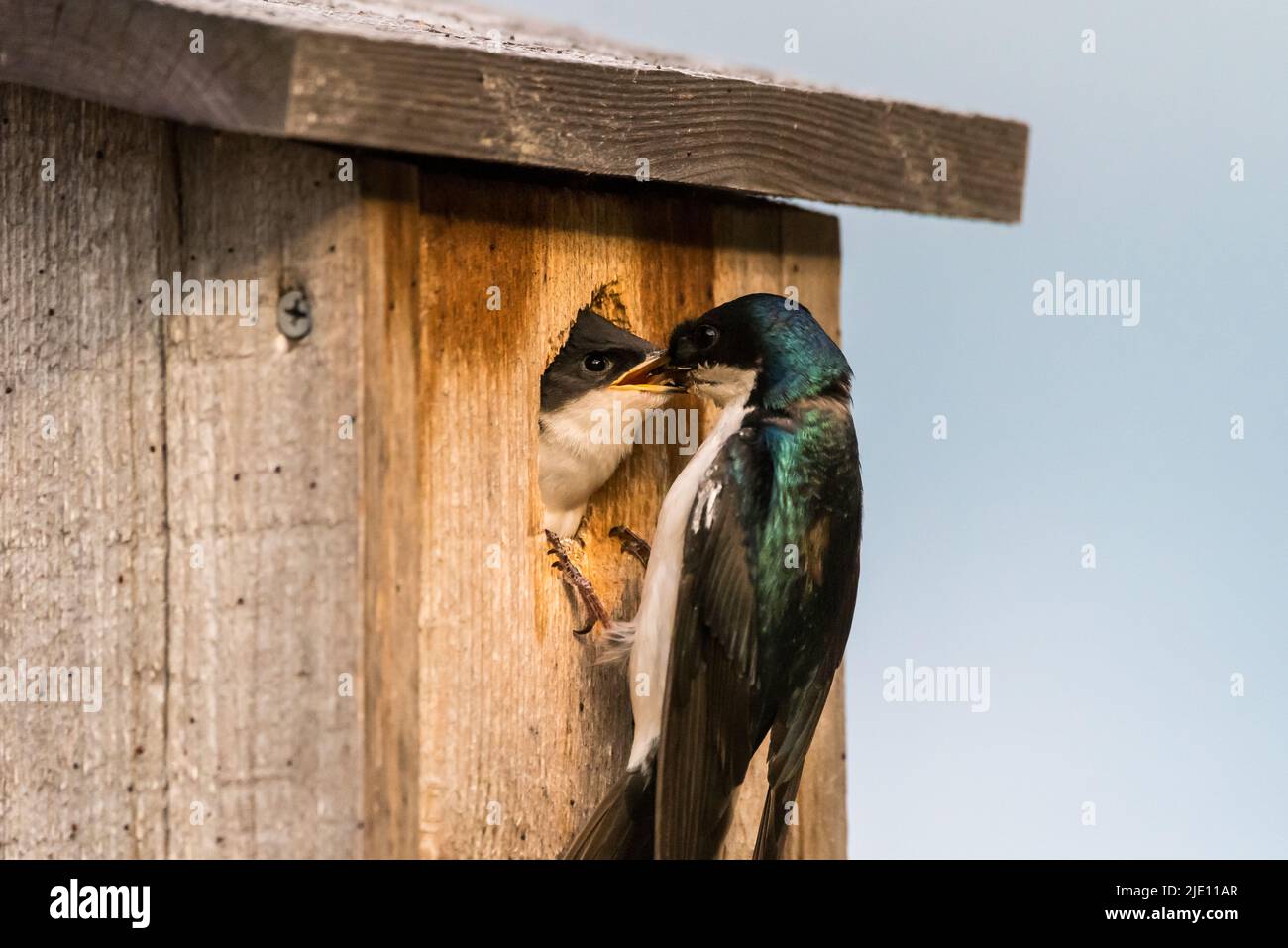 Baby Tree Swallow in birdhouse, being fed by parent Stock Photo - Alamy