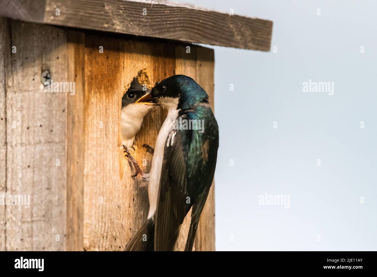 Baby Tree Swallow in birdhouse, being fed by parent Stock Photo - Alamy