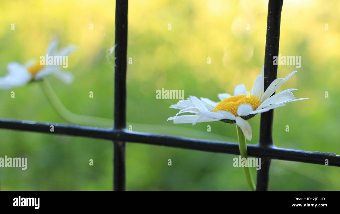 Close-up of a side-view of a bright white and yellow daisy near a fence ...