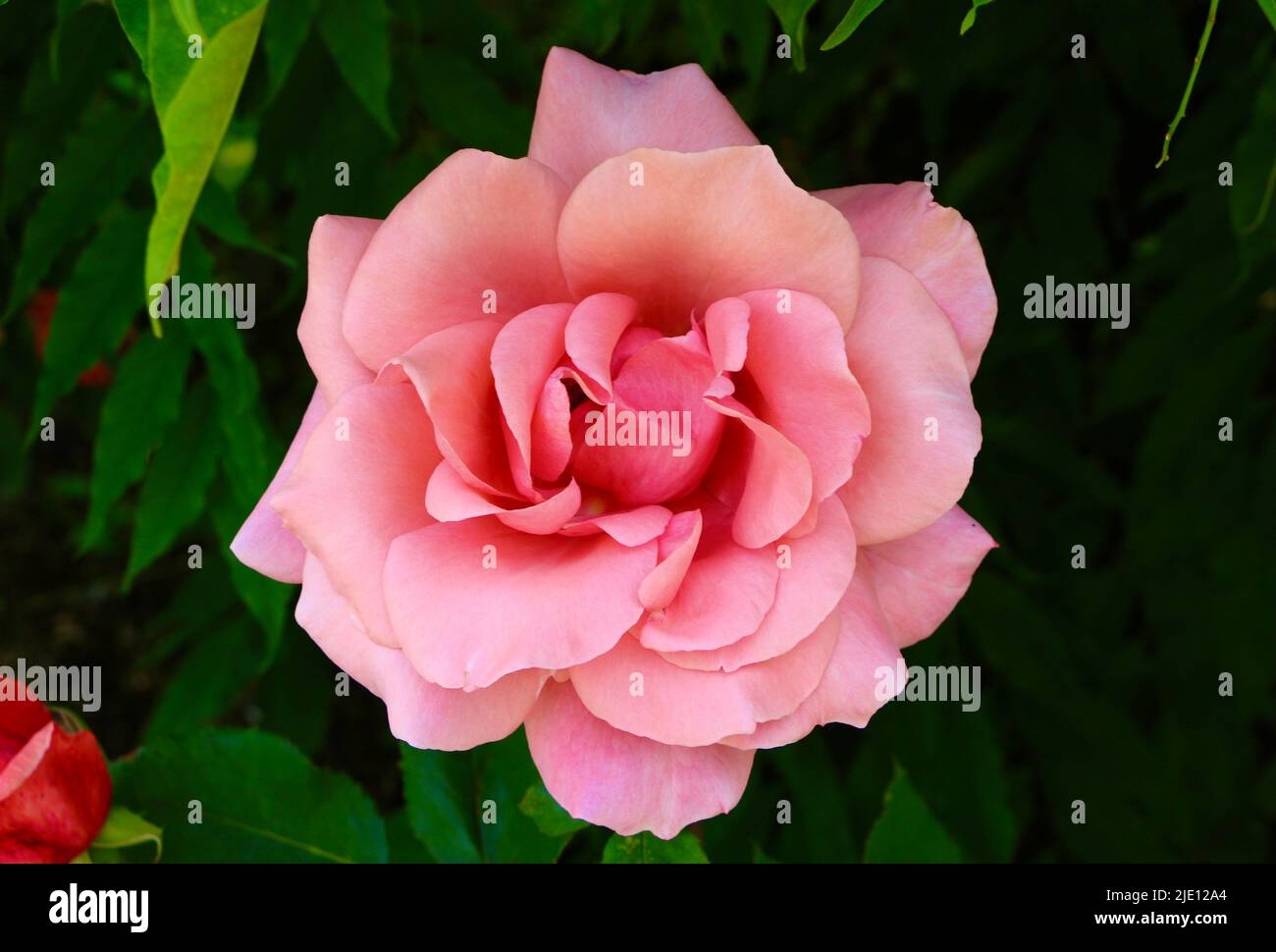 Rosa pink rose flower close up possibly a Queen Elizabeth variety Stock ...