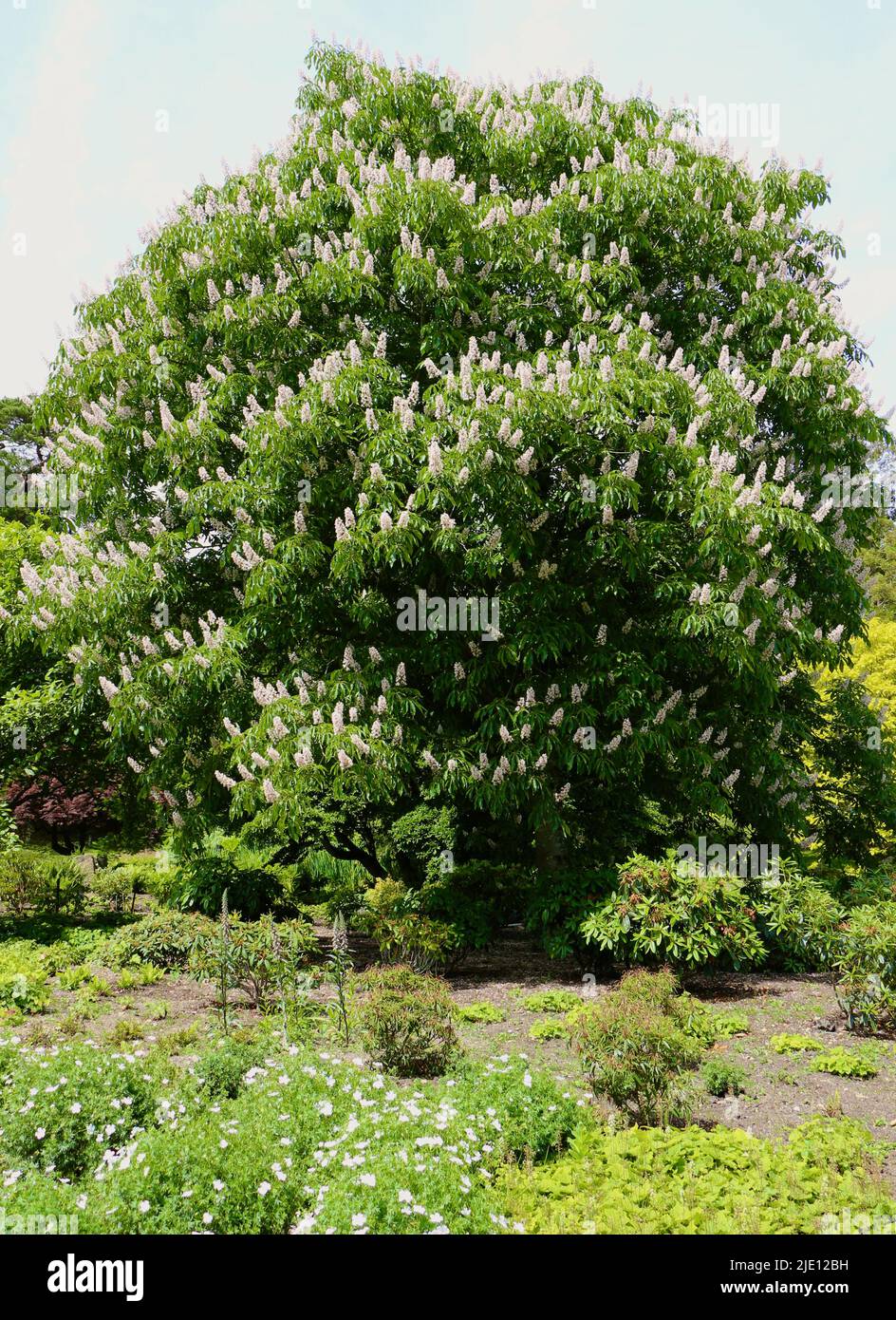 Aesculus hippocastanum horse chestnut tree Stock Photo - Alamy