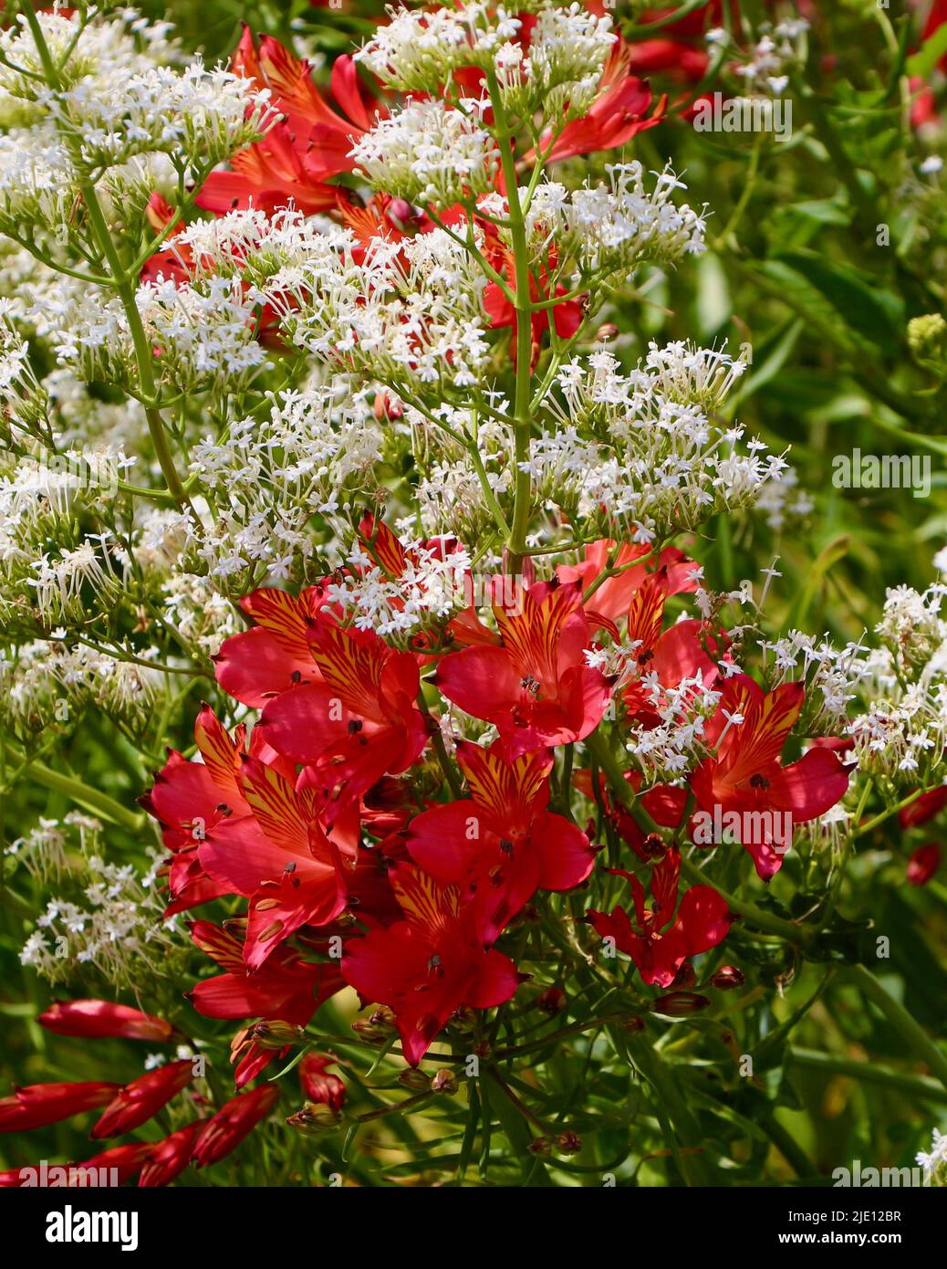 Variety of Alstroemeria Peruvian lily flowers Stock Photo - Alamy