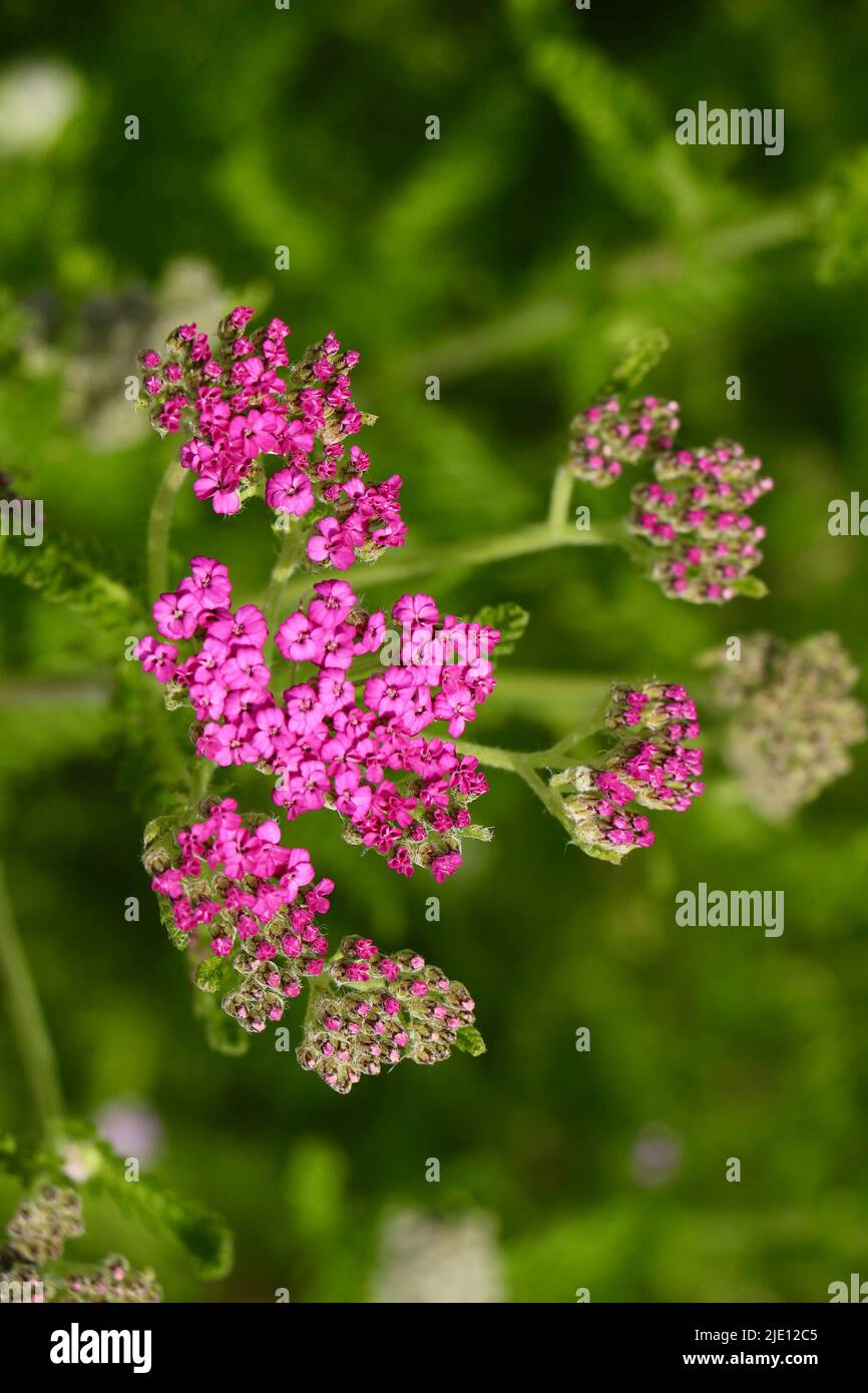 Achillea millefolium pink yarrow flowers Stock Photo - Alamy