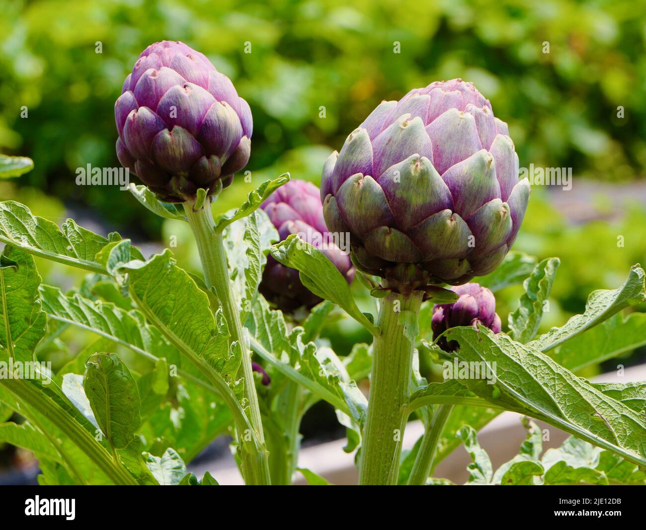 Star violet hi-res stock photography and images - Alamy