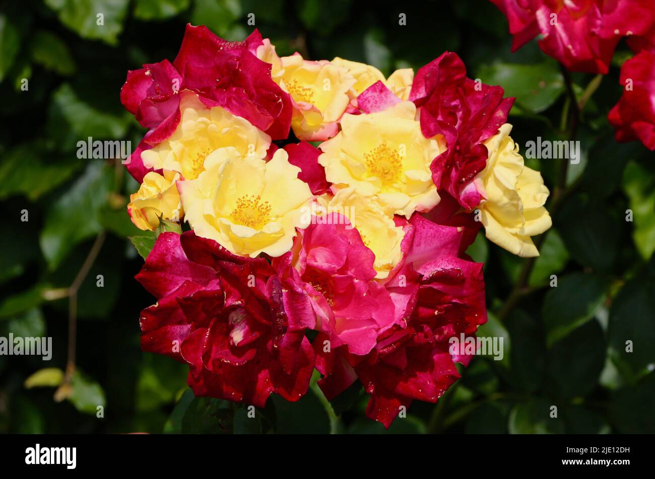 Red bi colour hi-res stock photography and images - Alamy