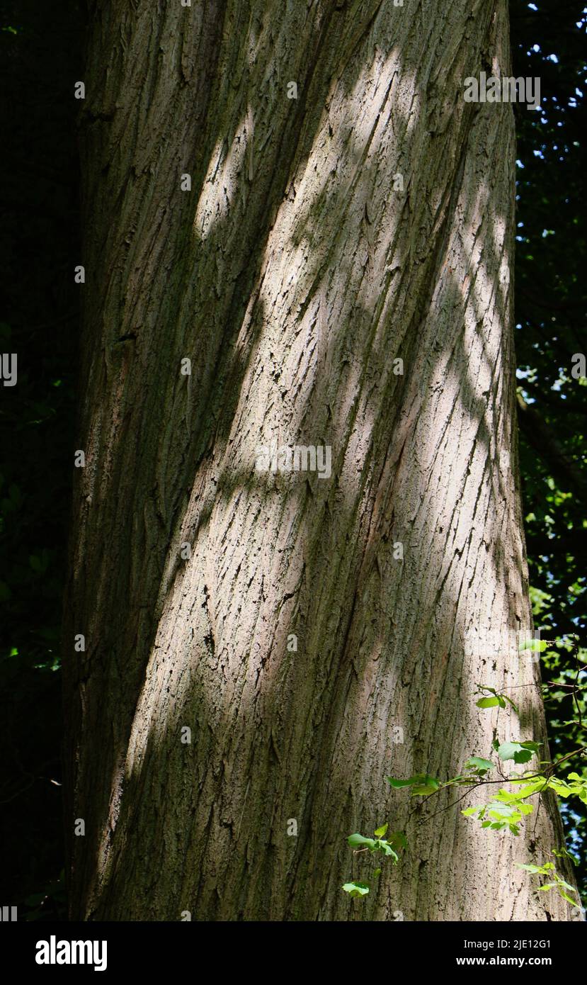 Twisted tree trunk hi-res stock photography and images - Alamy