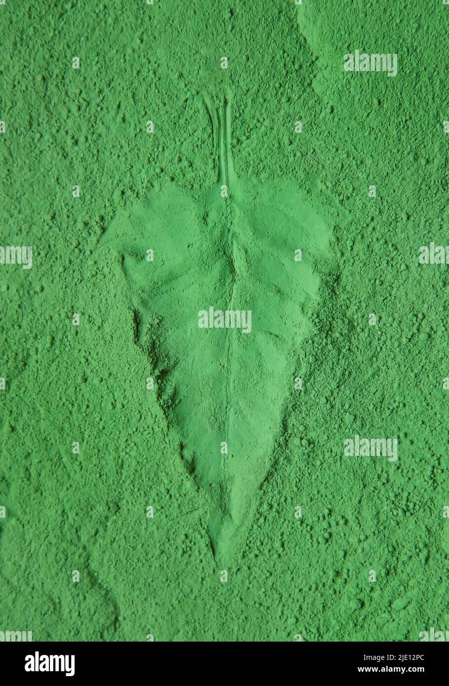 Leaves imprint on green powder. Natural cosmetic. Selective focus Stock ...