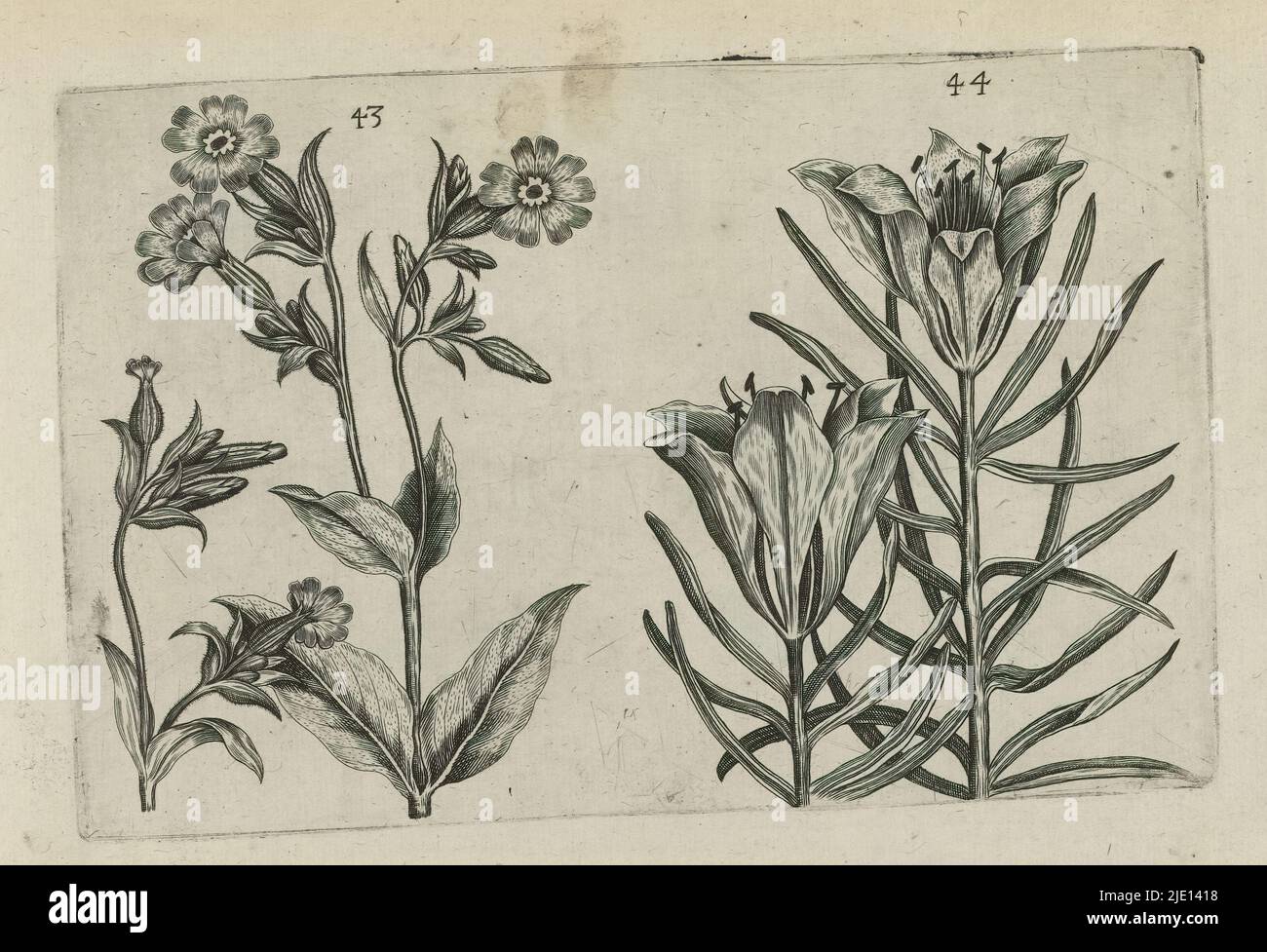 Rye lily hi-res stock photography and images - Alamy