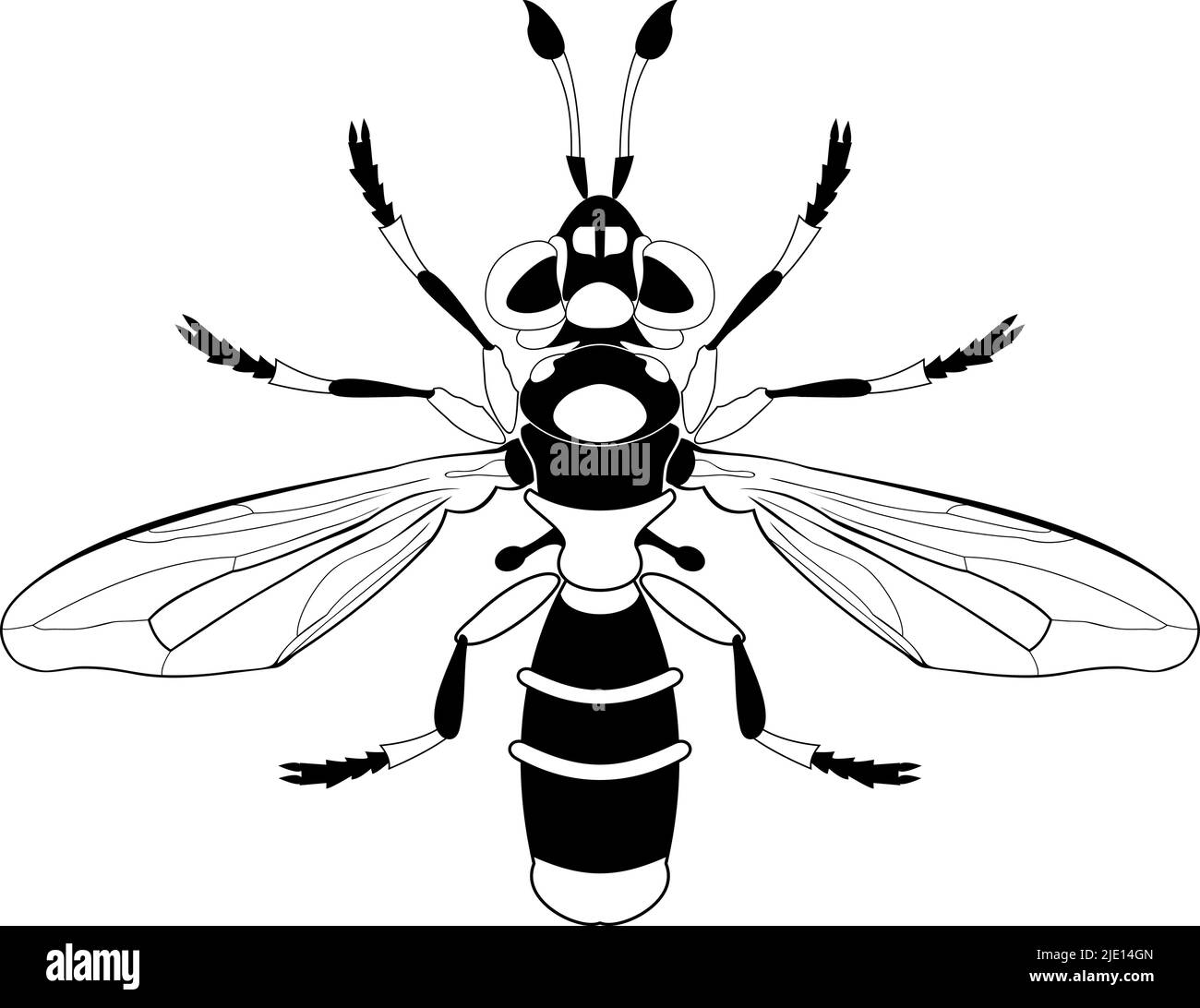 Original art insect illustration. Black and white insect image for ...