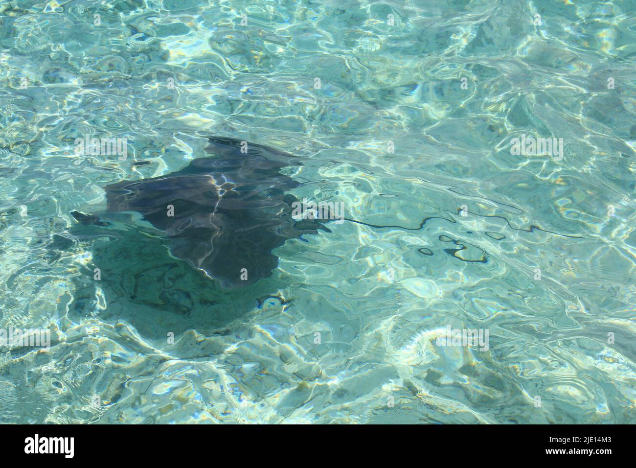 Sting ray bora bora island hi-res stock photography and images - Alamy