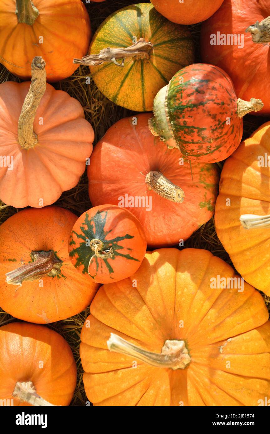 Pumpkins vertical background. Autumn orange pumpkins varieties ...