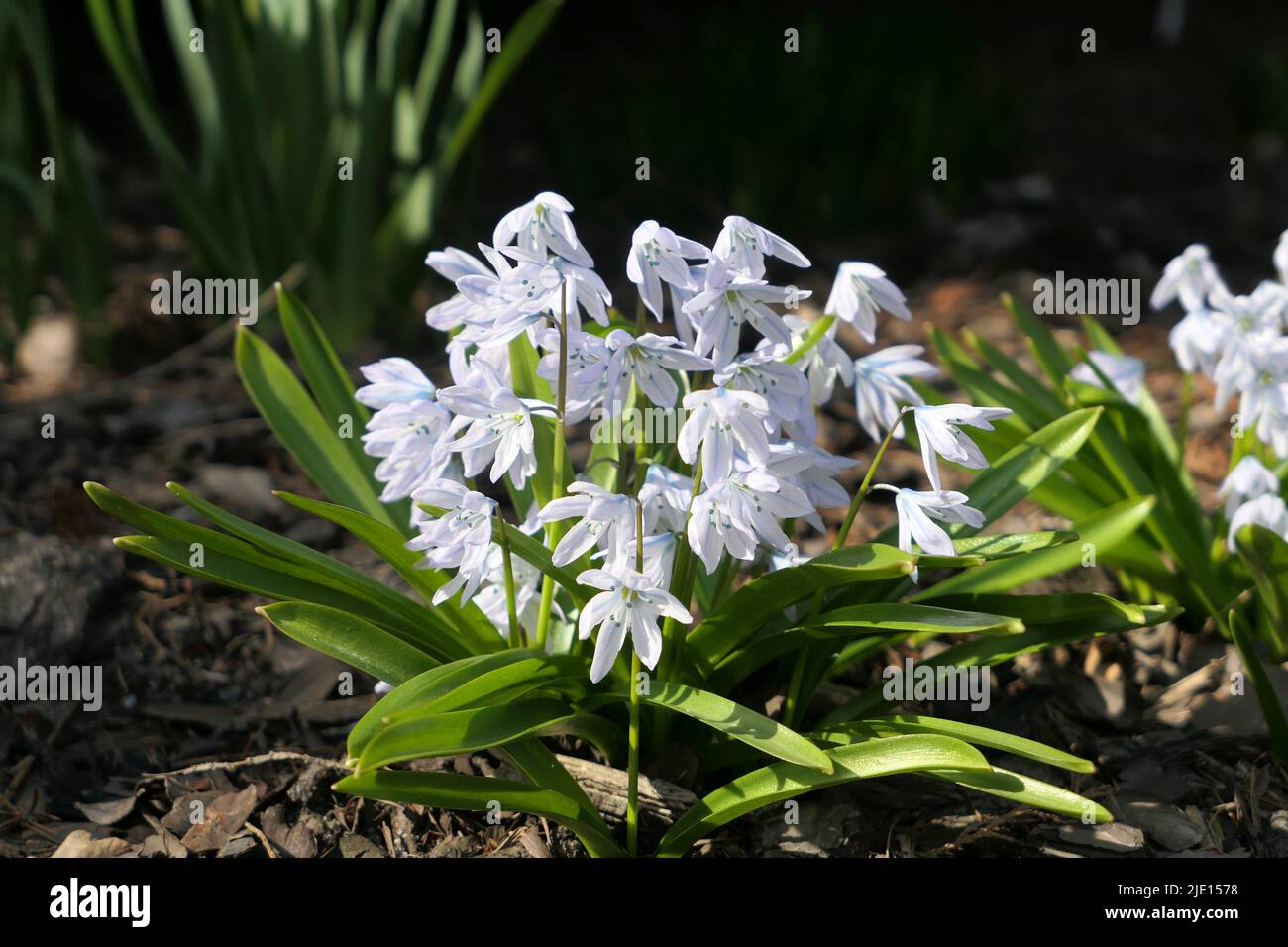 Light blue spring scilla squill flowers in sunlight Stock Photo - Alamy