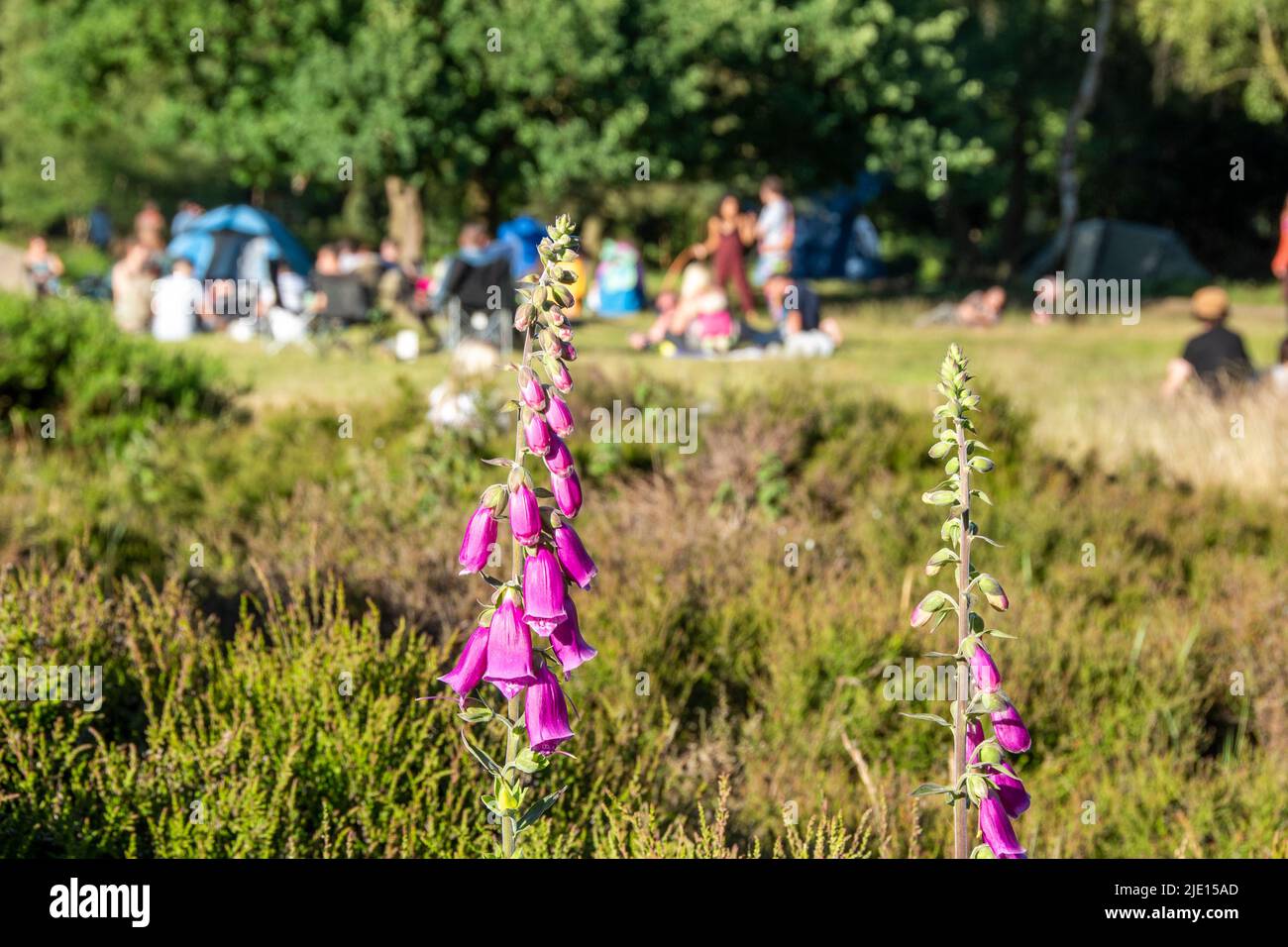 Derbyshire UK: 21 June 2018: Beautiful foxglove flower and people ...