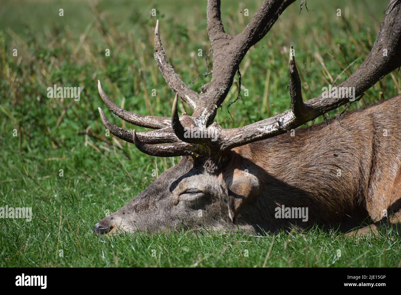 Sleeping deer hi-res stock photography and images - Alamy