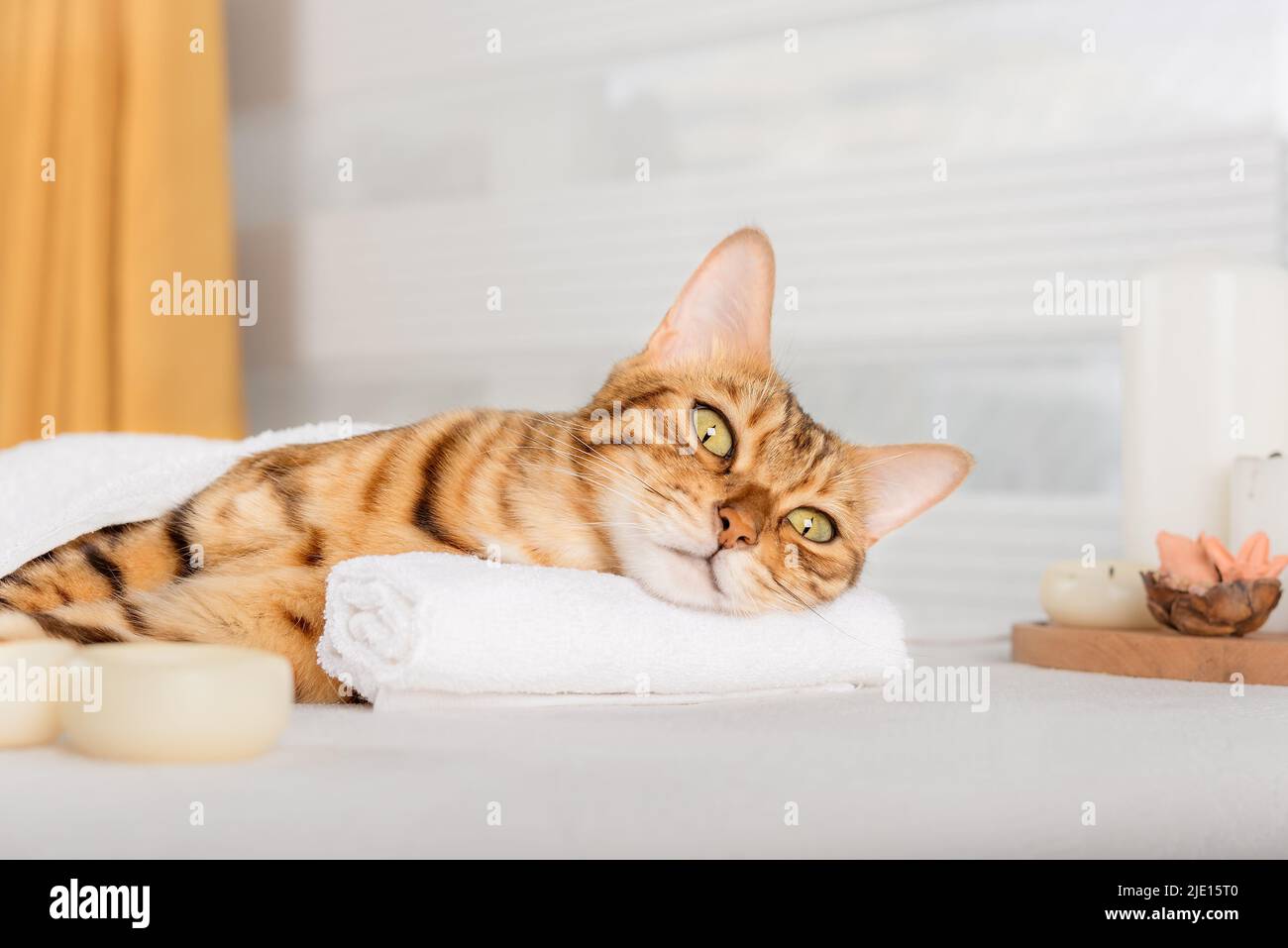 Cute domestic cat enjoys treatments at the spa. Body restoration. The ...