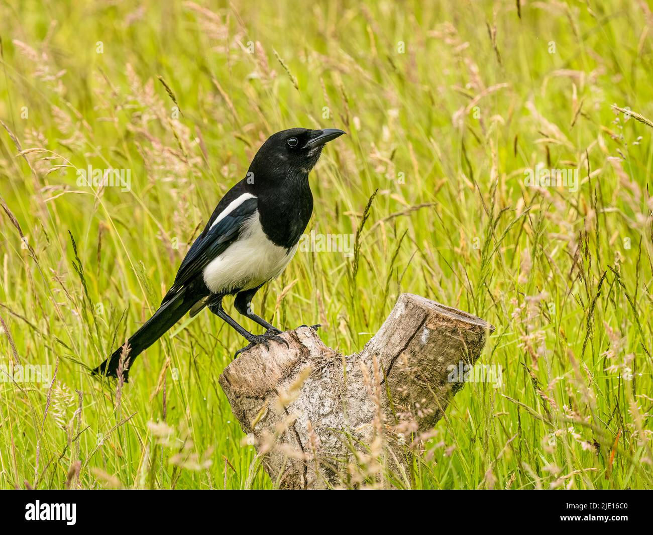 Magpie foraging in summer in mid Wales Stock Photo - Alamy