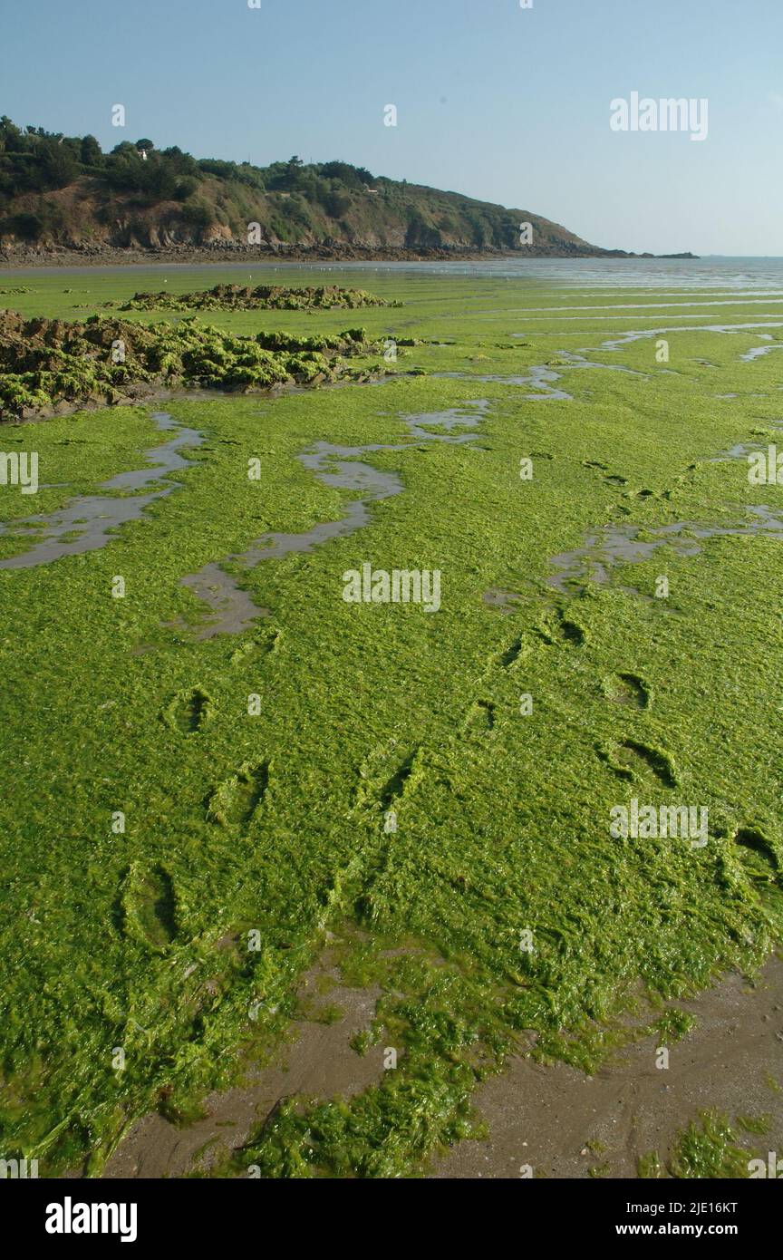 Beach invaded by green algae Stock Photo - Alamy