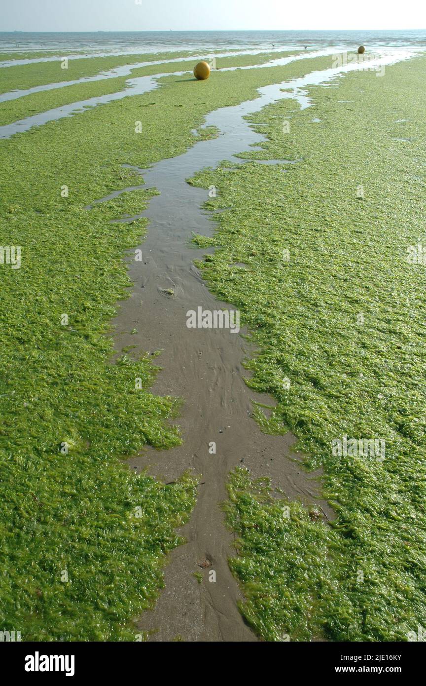Beach invaded by green algae Stock Photo - Alamy