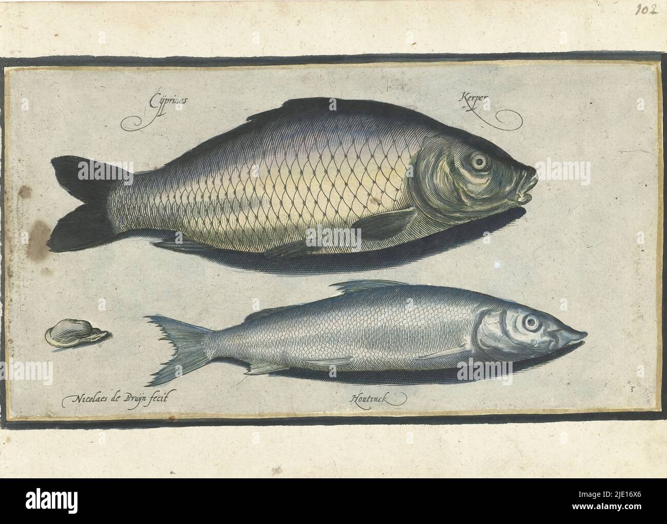 Carp and houting, Libelivs varia Genera piscium complectens (series ...