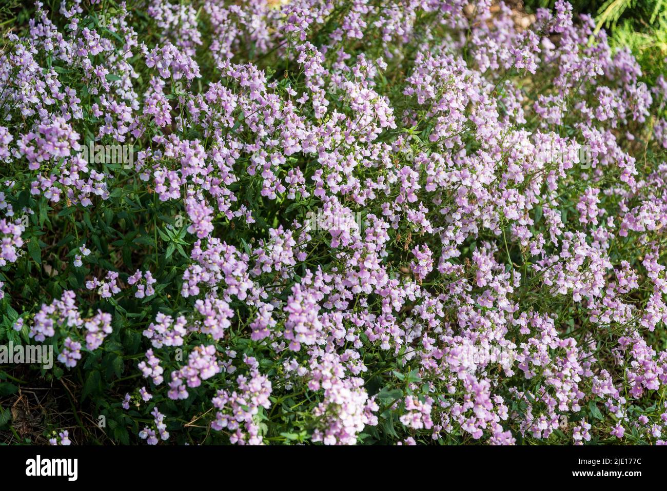 Nemesia denticulata, common name toothed aloha Stock Photo - Alamy