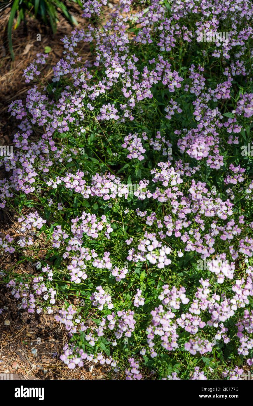 Nemesia denticulata, common name toothed aloha Stock Photo - Alamy