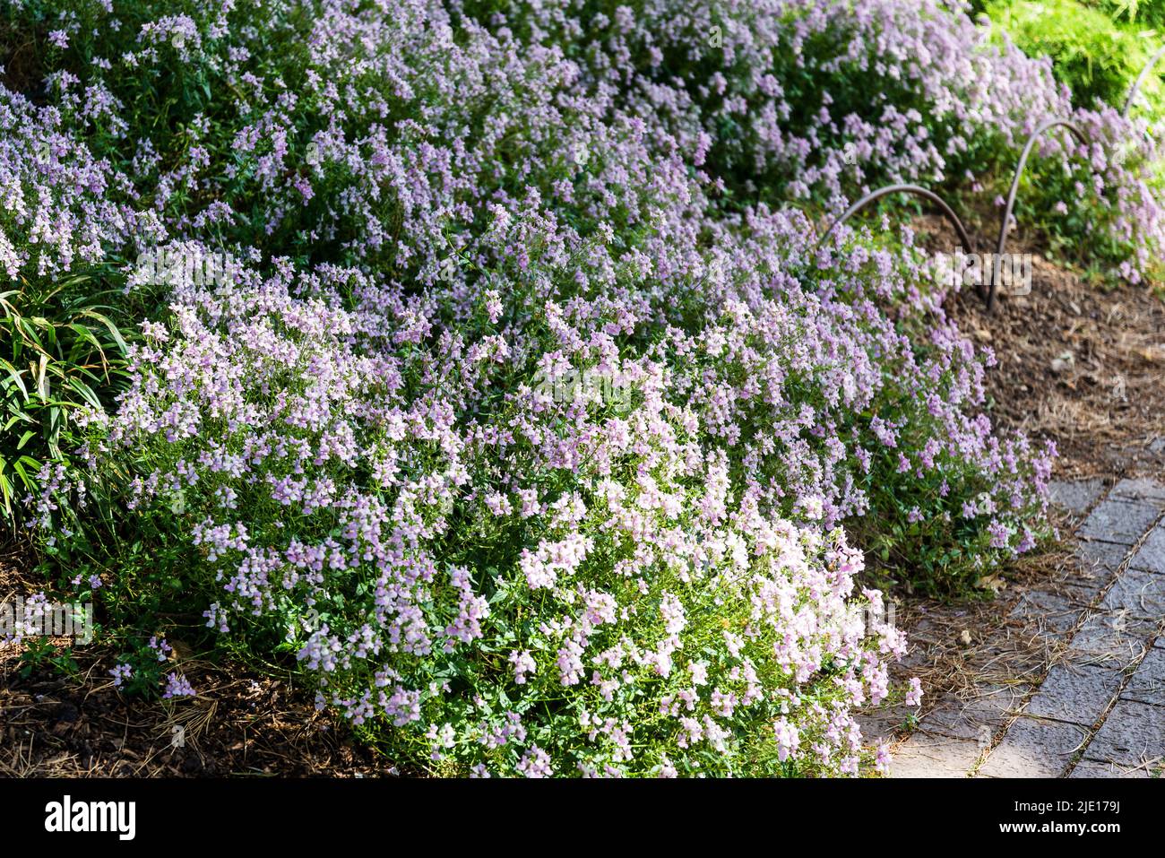 Nemesia denticulata, common name toothed aloha Stock Photo - Alamy