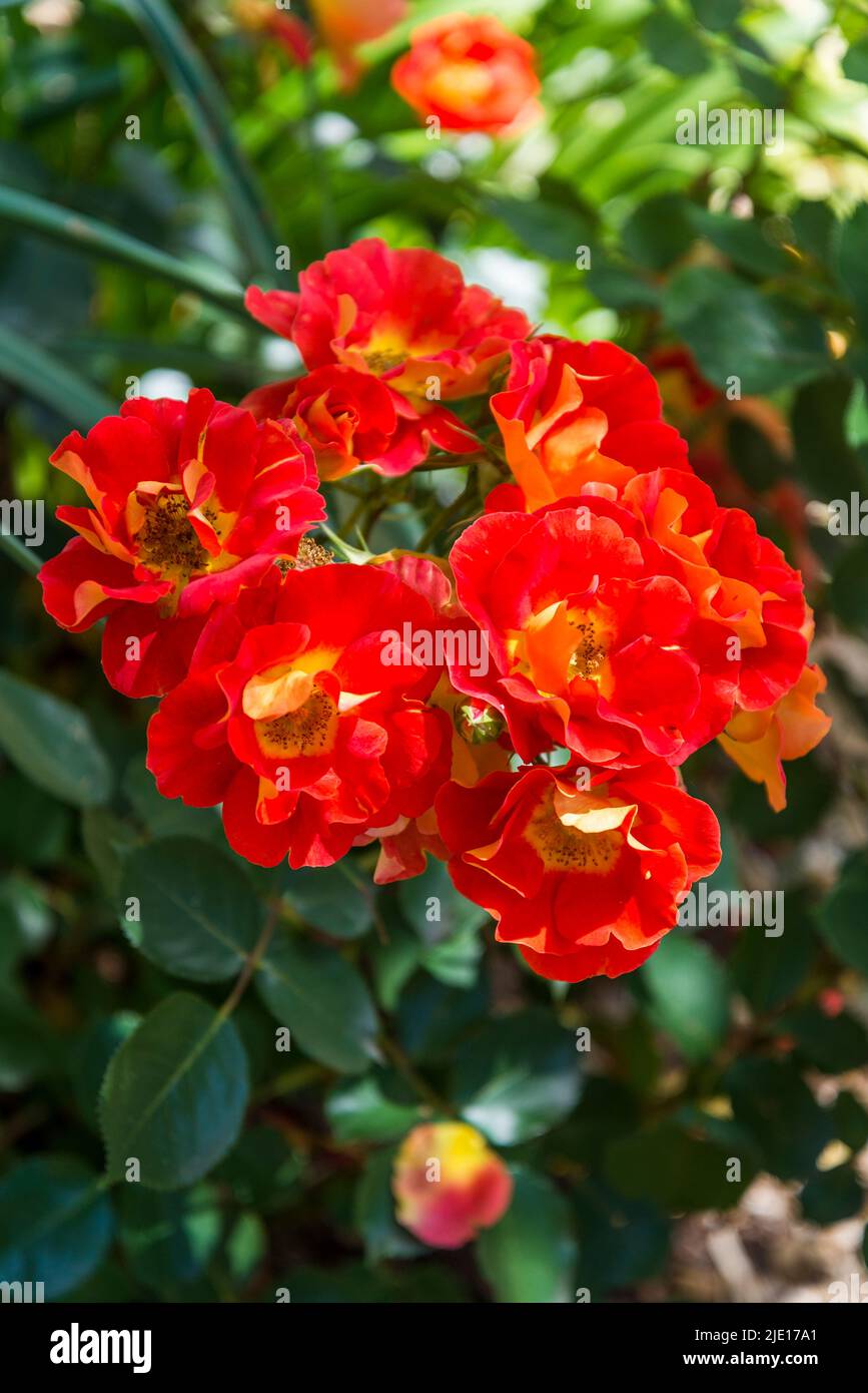 Rose bright and breezy hi-res stock photography and images - Alamy