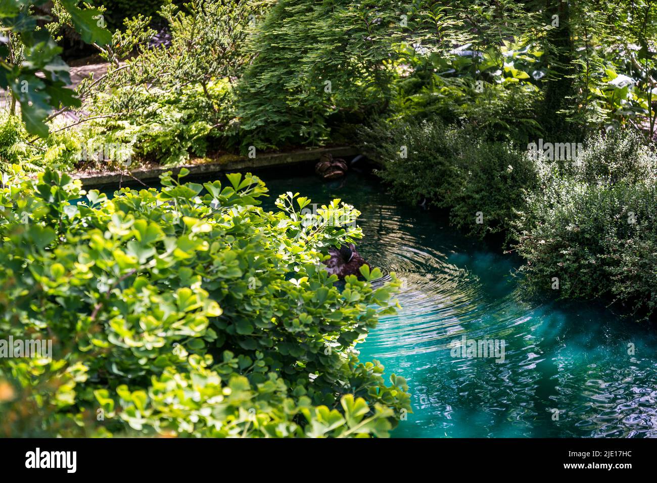 Pond with lush vegetation, RHS Wisley Garden, Surrey, England, UK Stock ...