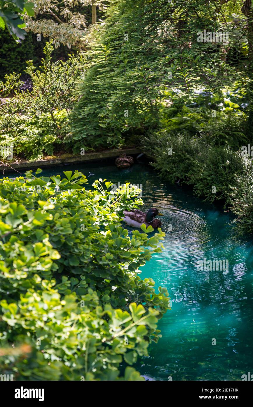 Pond with lush vegetation, RHS Wisley Garden, Surrey, England, UK Stock ...