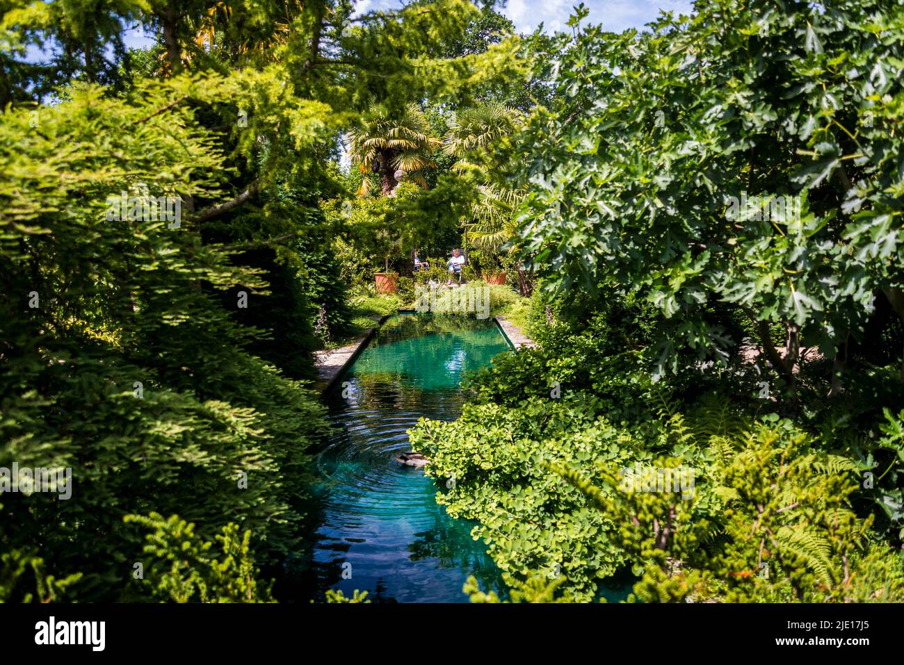Pond with lush vegetation, RHS Wisley Garden, Surrey, England, UK Stock ...