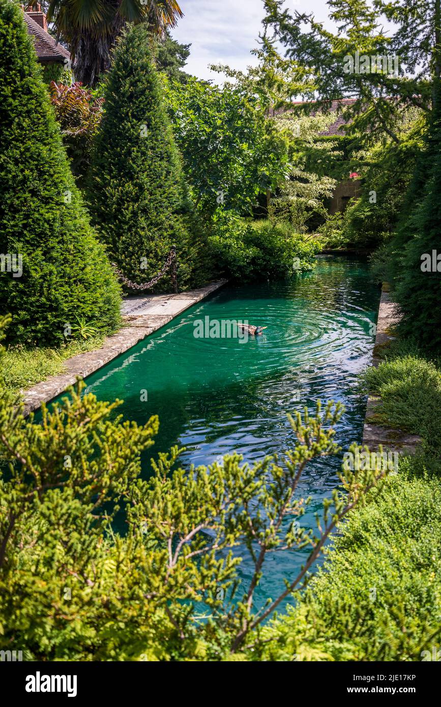 Pond with lush vegetation, RHS Wisley Garden, Surrey, England, UK Stock ...